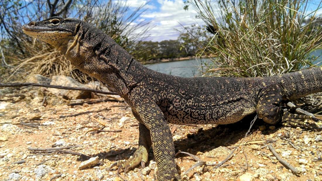 Learn all about native wildlife at Kardinya Park this July School ...